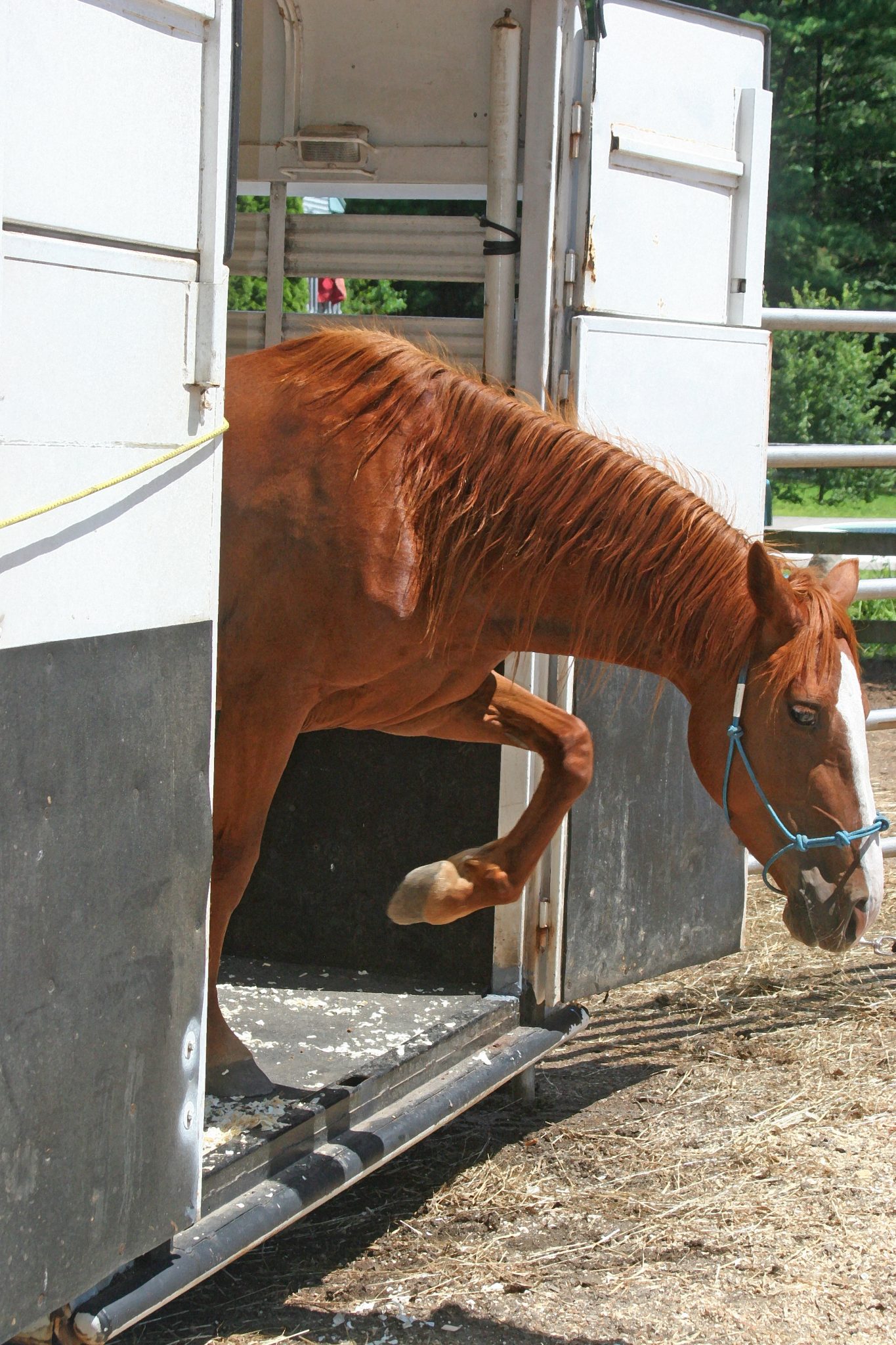 Know Your Trailer`s Value - USRider Equestrian Motor Plan