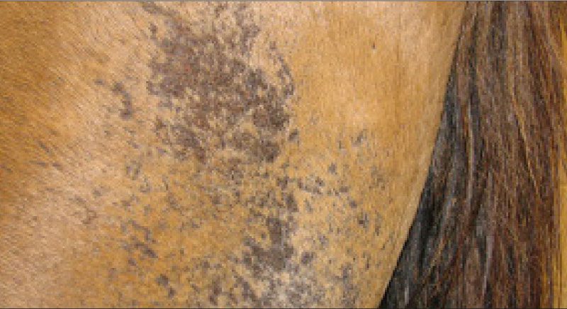 A Field Guide To Equine Allergies - USRider Equestrian Motor Plan